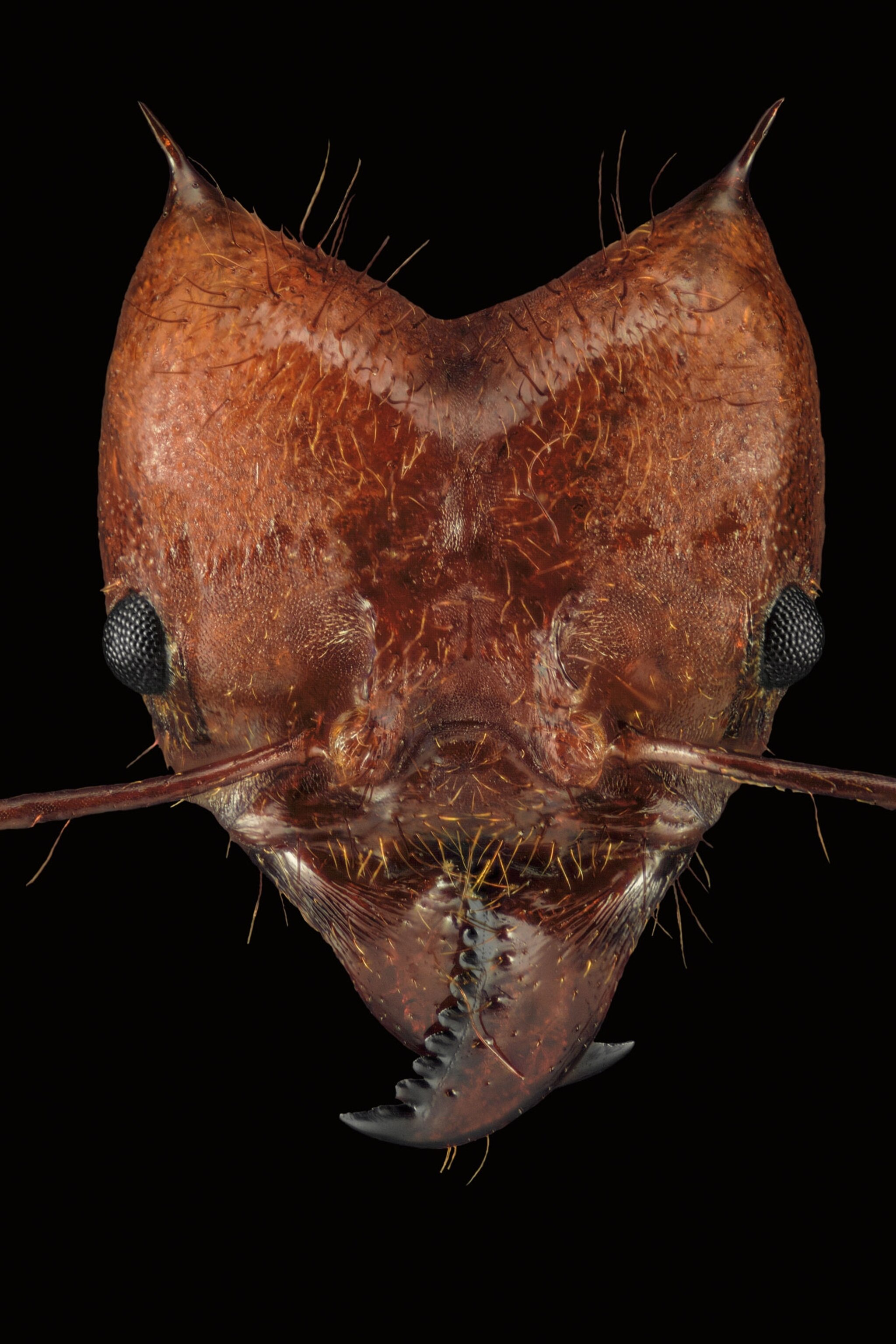 Ant 'portraits' reveal how diverse and beautiful these insects are