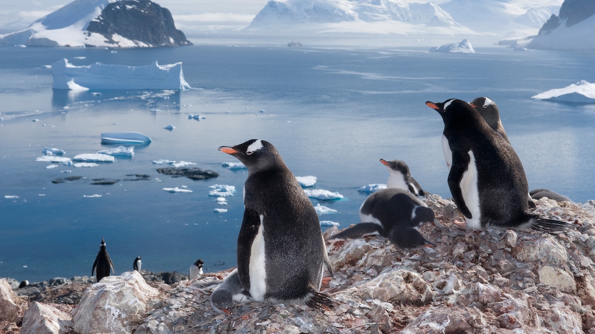 Our Favorite Penguin Pictures: Fuzzy Chicks, Expert Divers, More ...