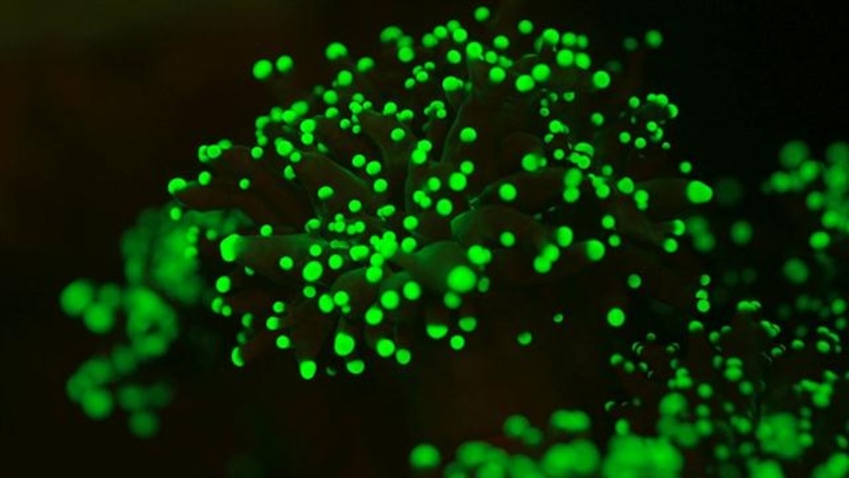 David Gruber: Seeing the Ocean in Neon | National Geographic