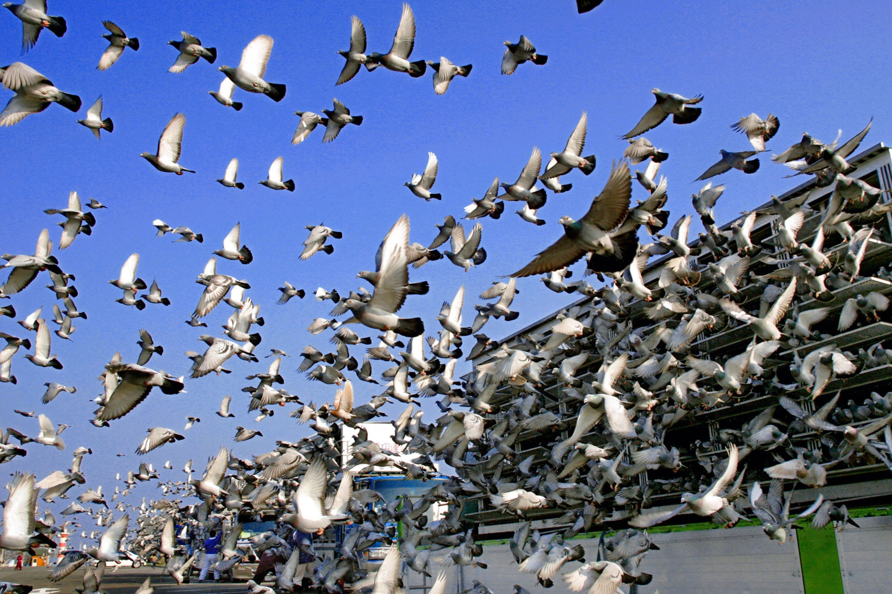 Pigeons Flying