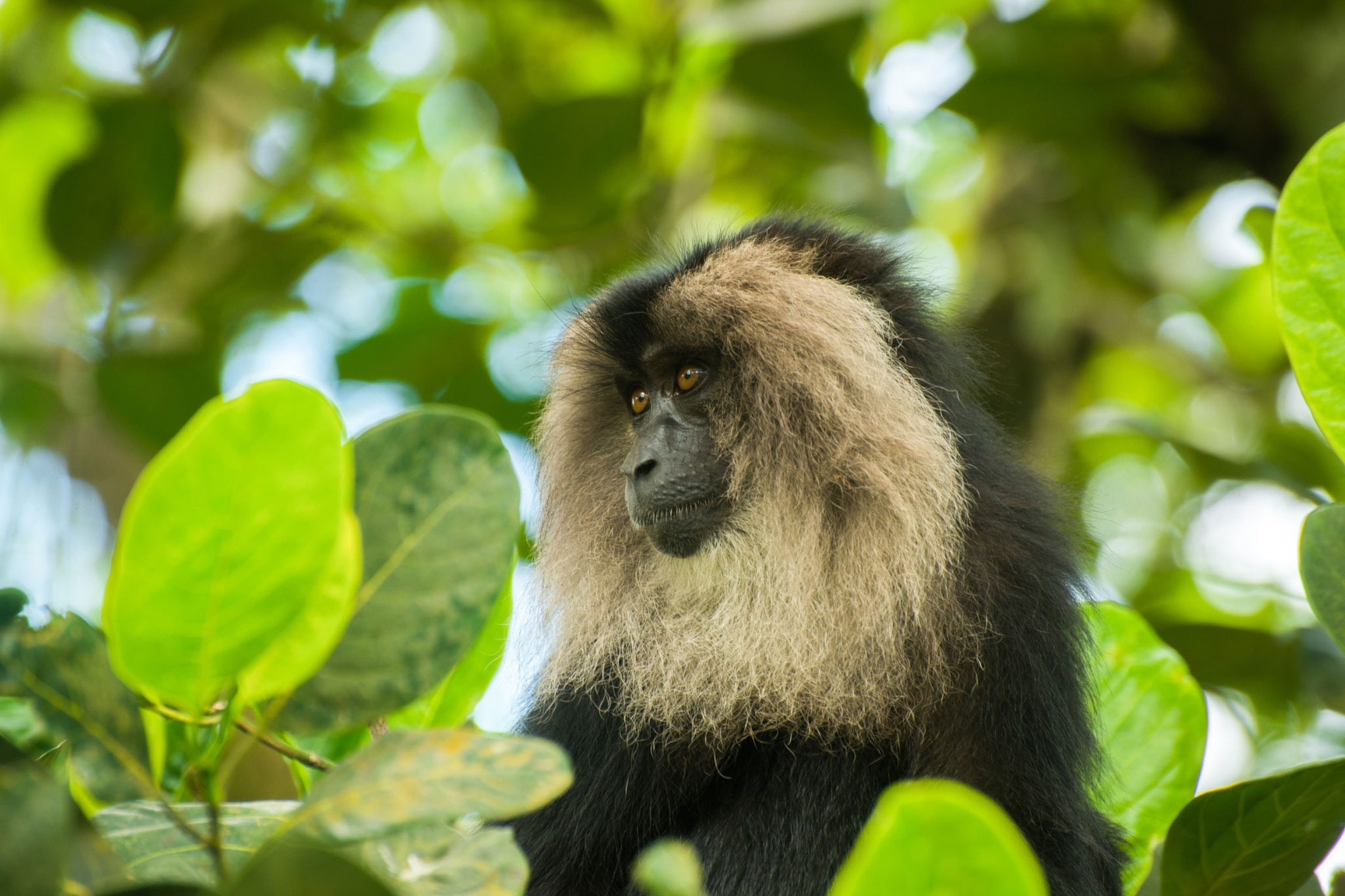 Breathtaking ‘Sky Islands’ Showcase Evolution in Action