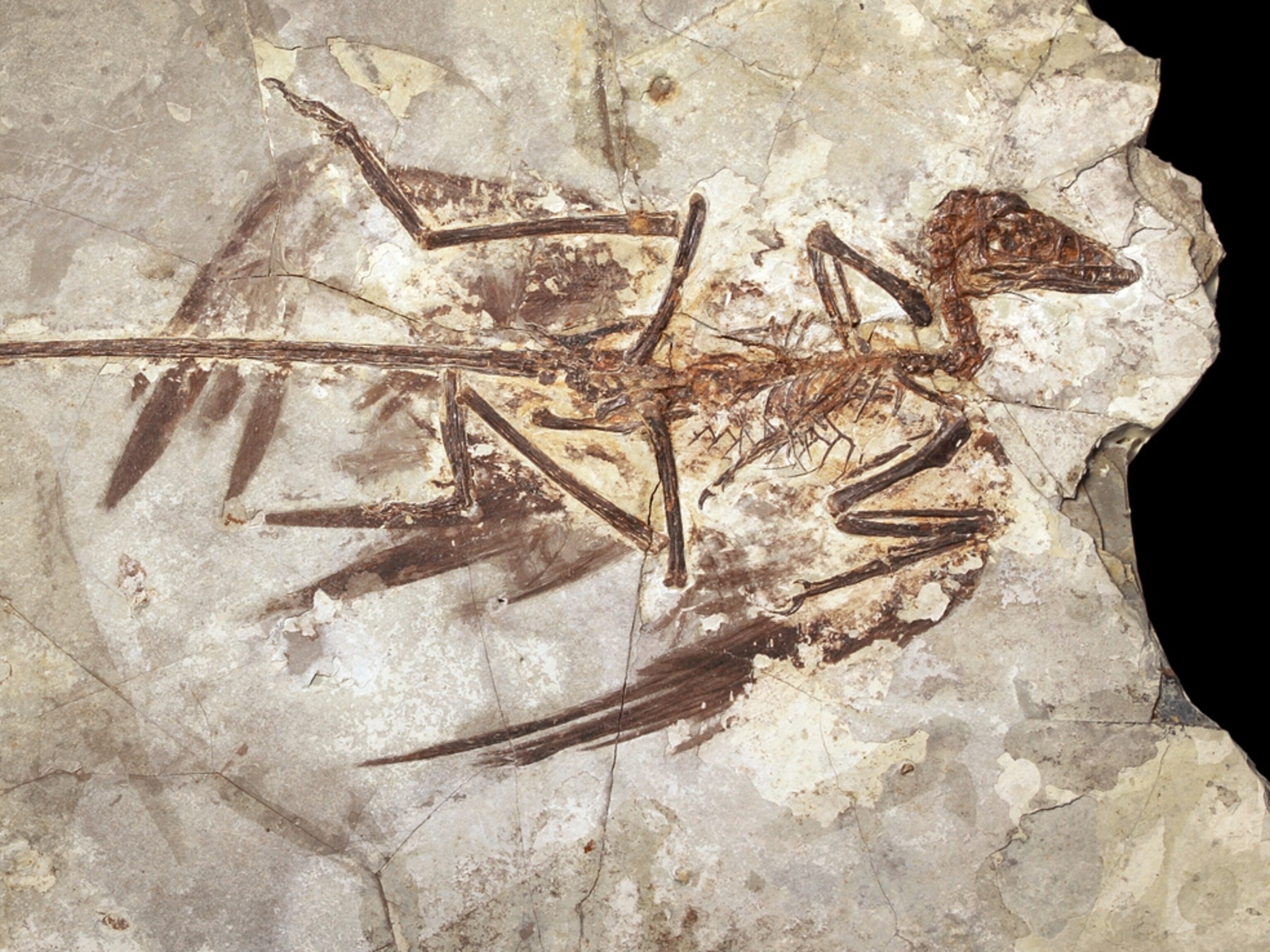 Pictures: Dinosaur's Flashy Feathers Revealed