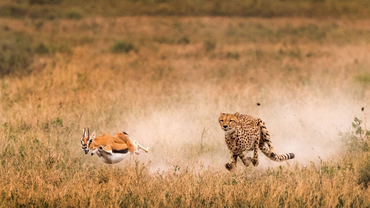 Cheetah's Inner Ear Is Key For High-Speed Chases | National Geographic