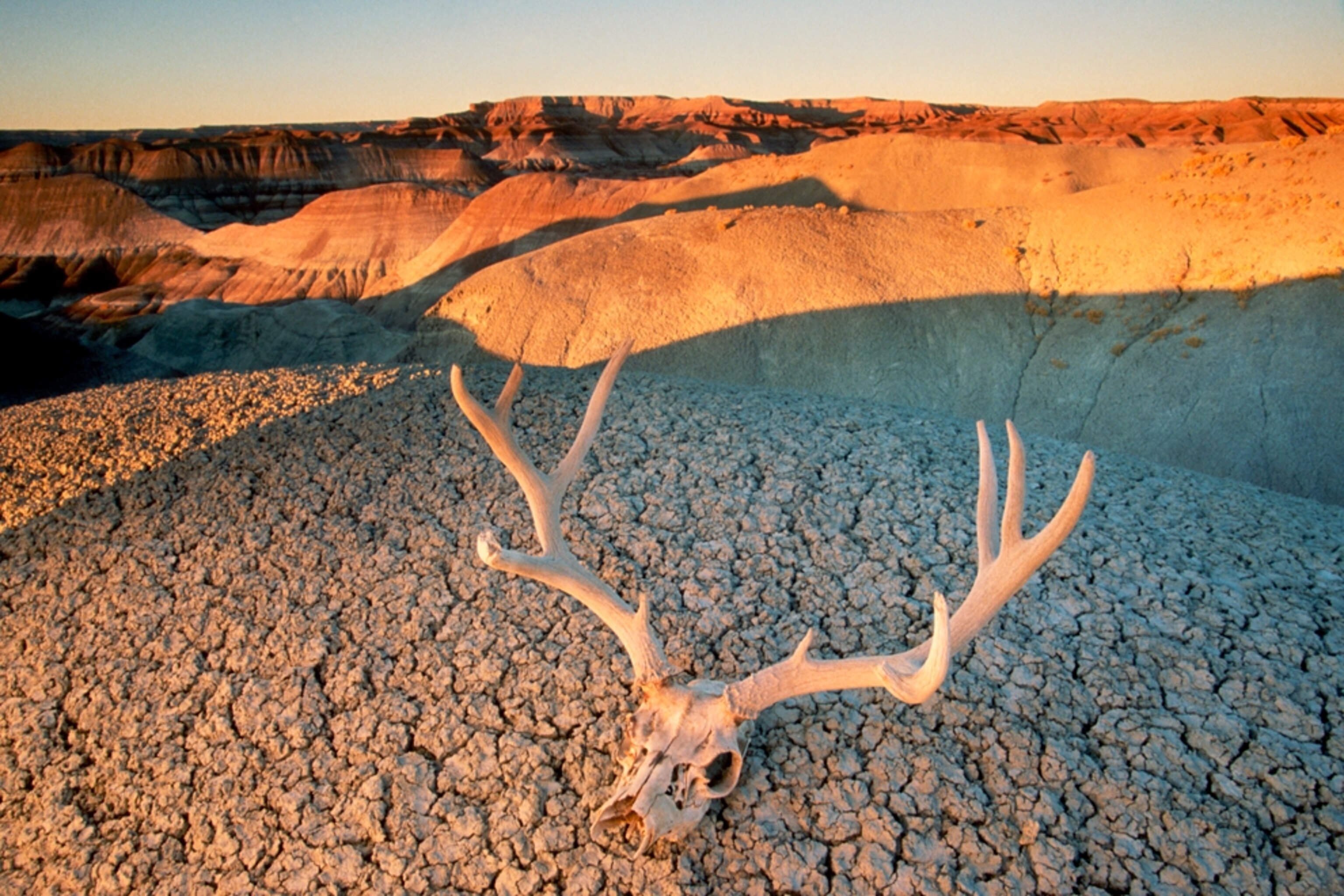 Pictures - Animal Winners and Losers of Summer's Heat Waves