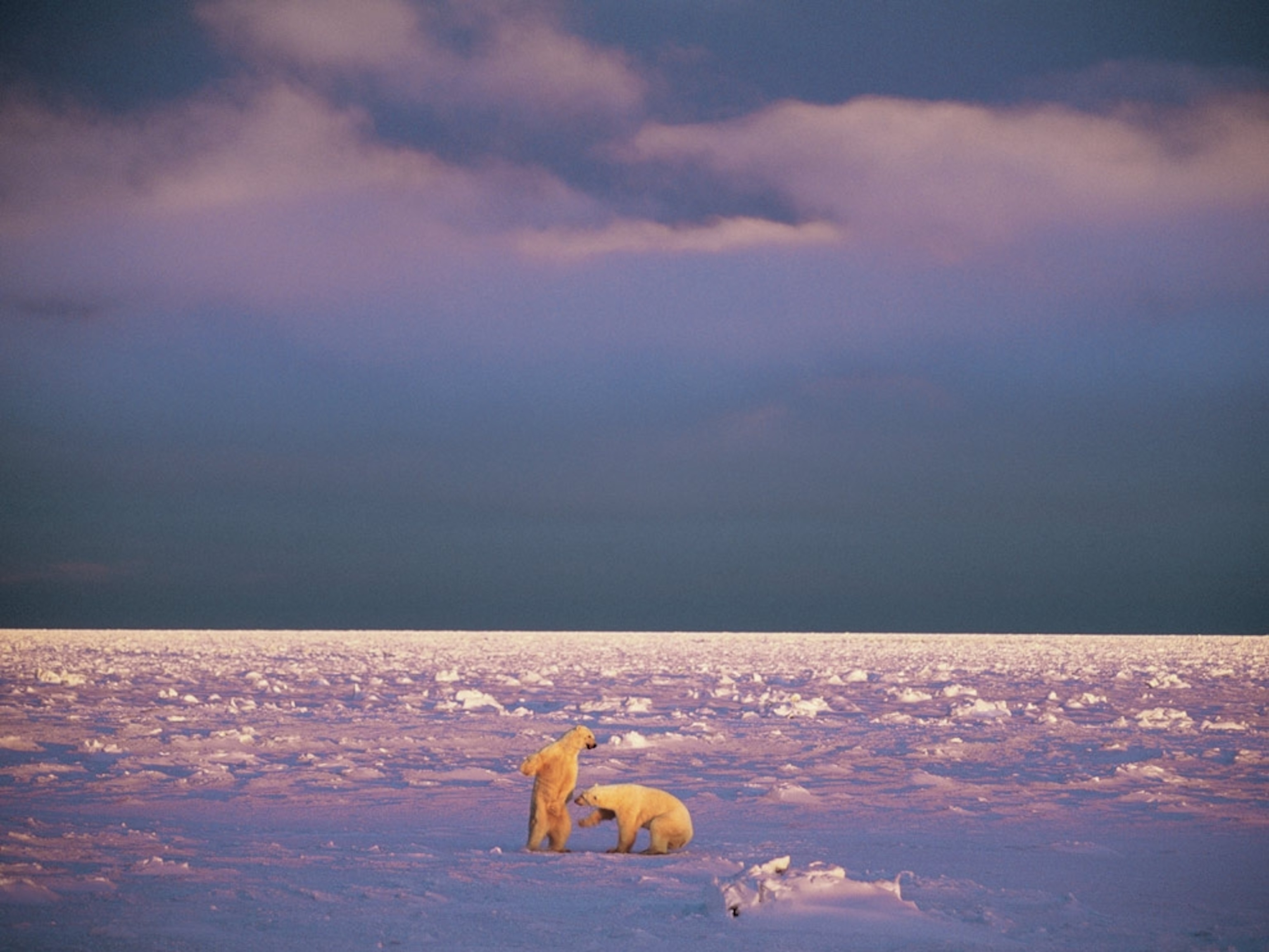 Polar Obsession Photos, Arctic Pictures, Animals and Landscapes ...