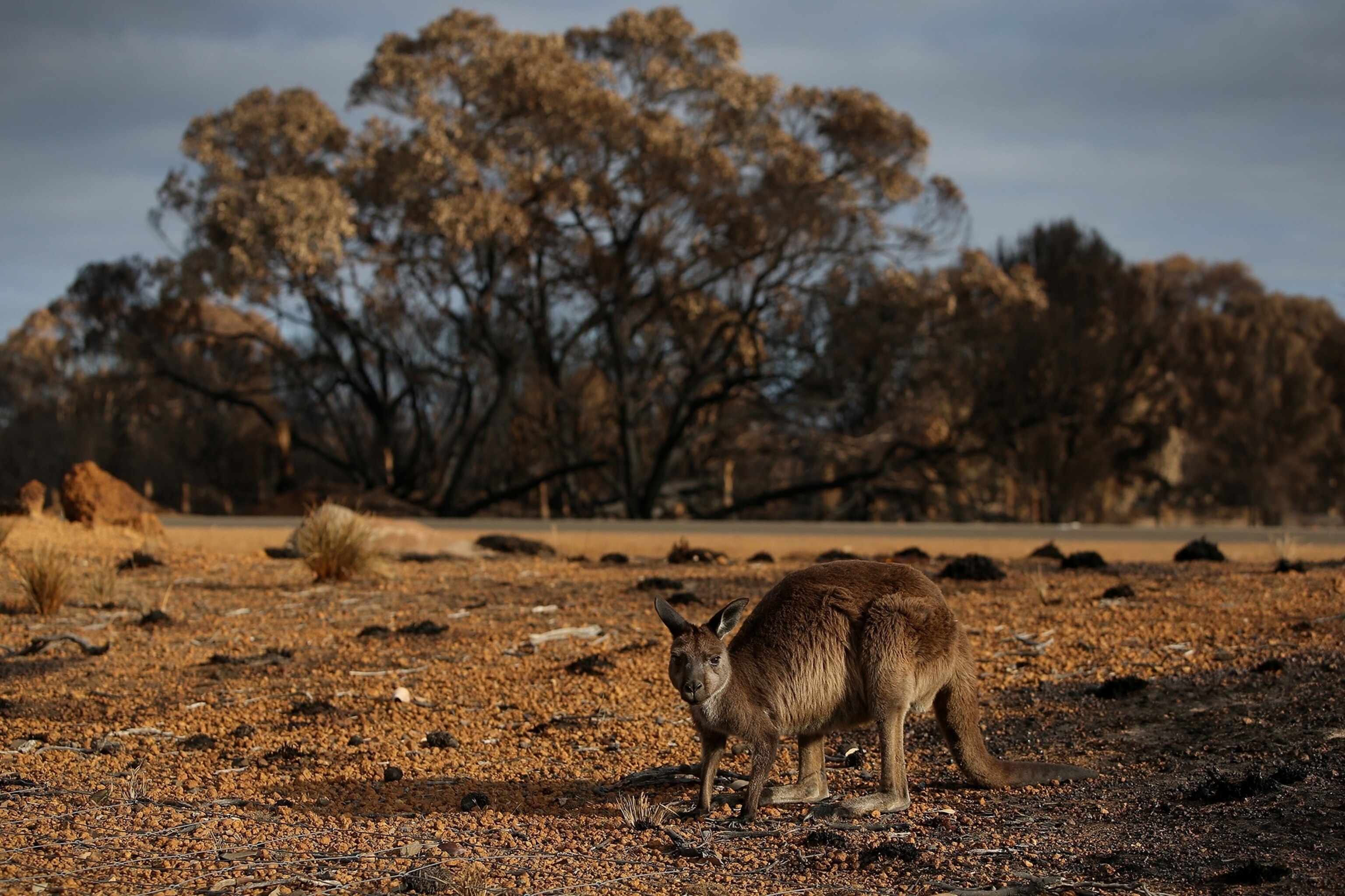 60 hours on Kangaroo Island: A reporter's diary documenting wildlife ...
