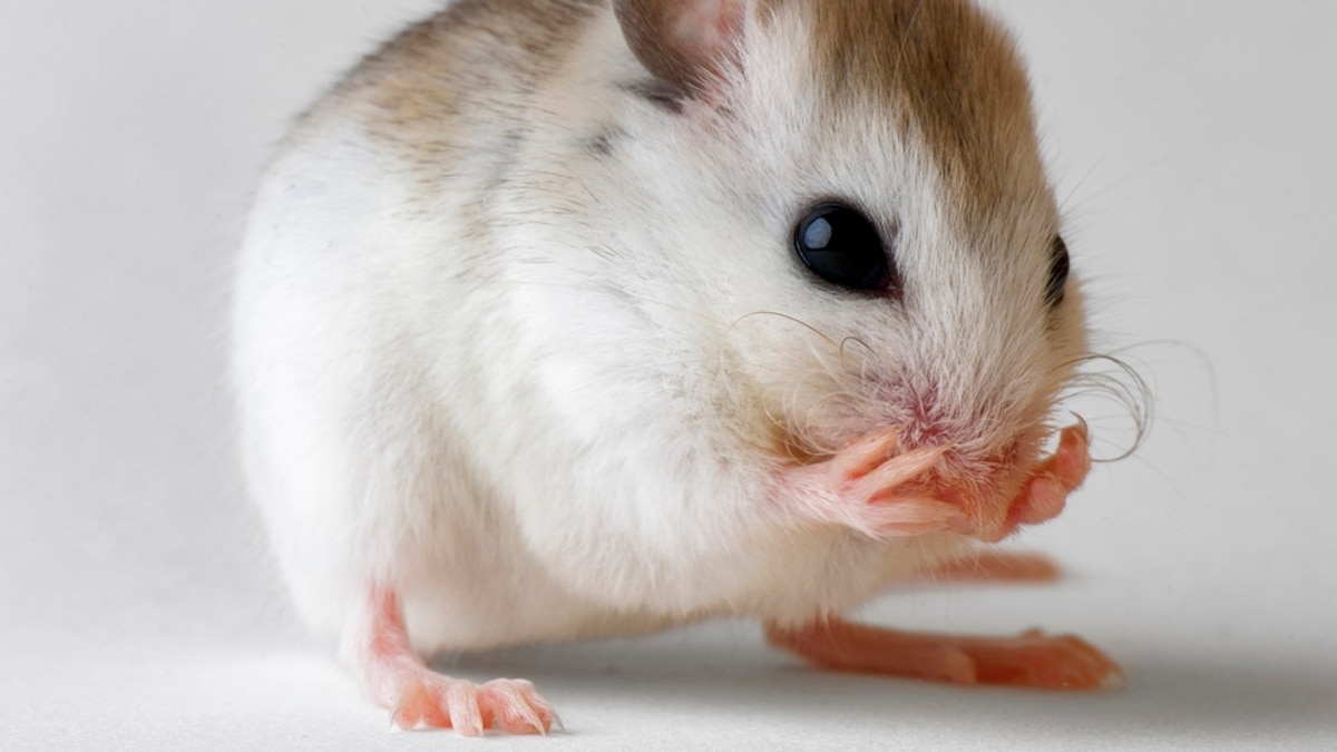 Mouse Tears Are Aphrodisiacs | National Geographic