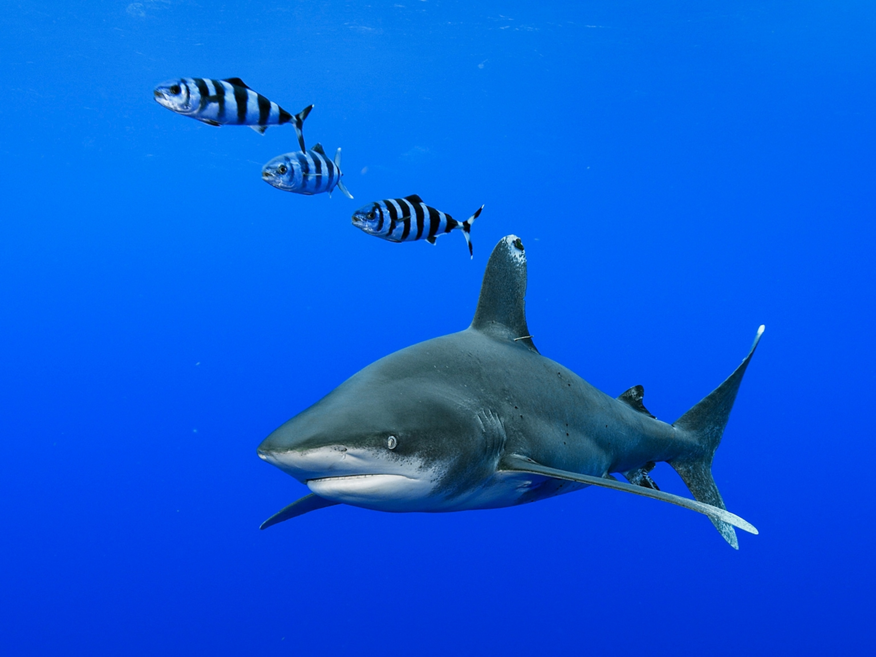 Shark Photobomb Fake