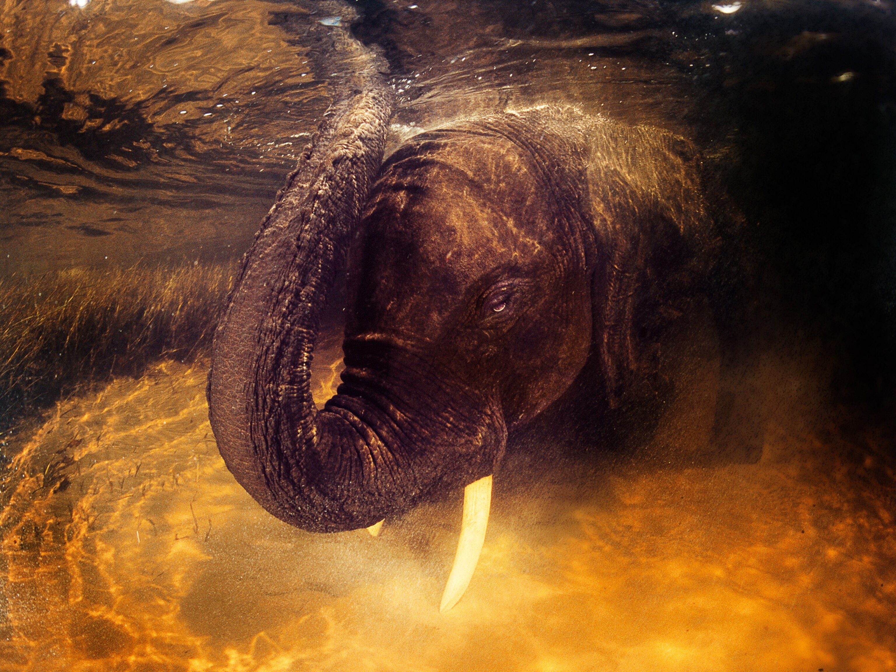 Photographer David Doubilet Goes to Great Depths to Illuminate Hidden ...