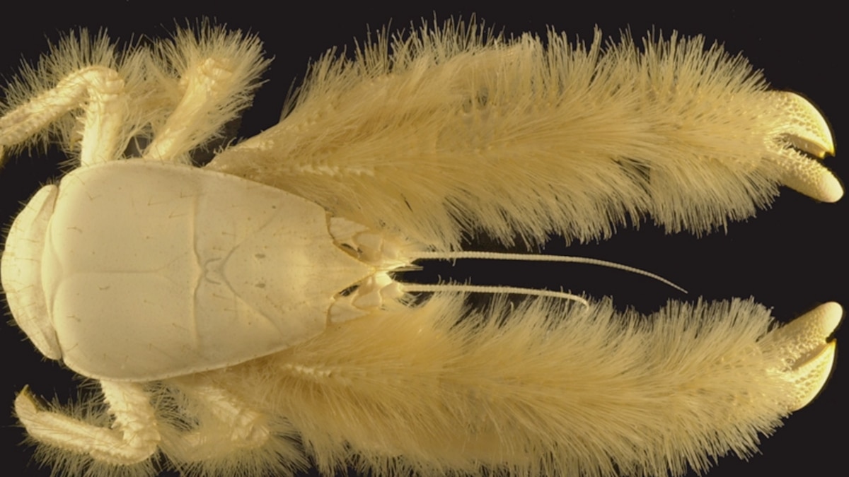 One-of-a-Kind Sea Creatures | National Geographic