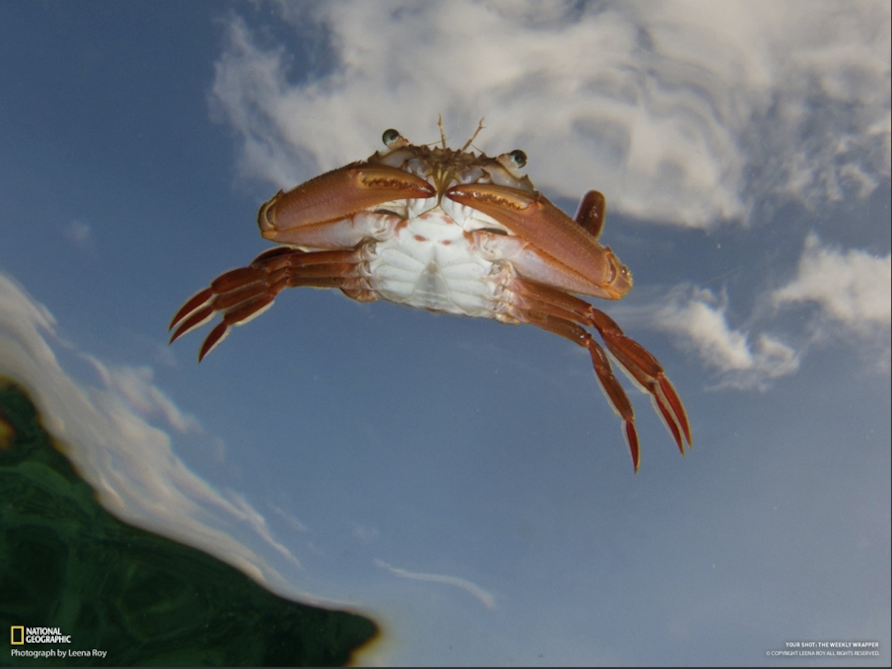 Strange Planet: Air Crab | National Geographic