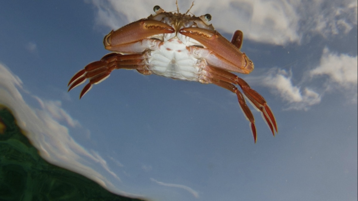 Strange Planet: Air Crab | National Geographic