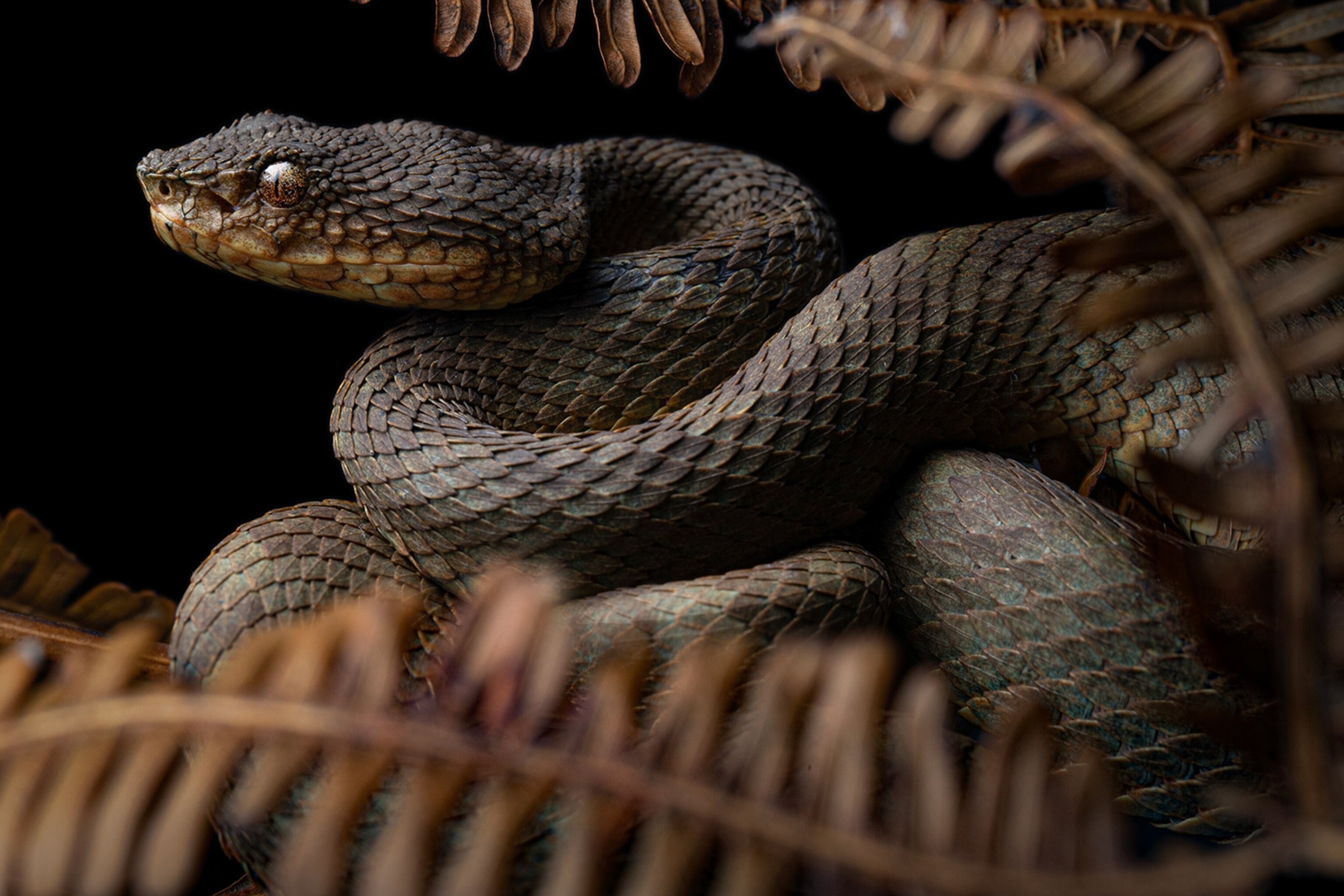 Surprise: 5 new species of the mesmerizing eyelash viper discovered