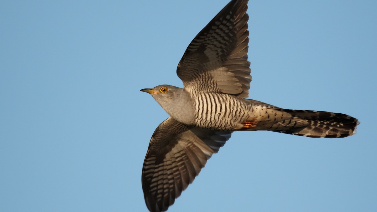 Why Small Birds Opt For Urban Living | National Geographic