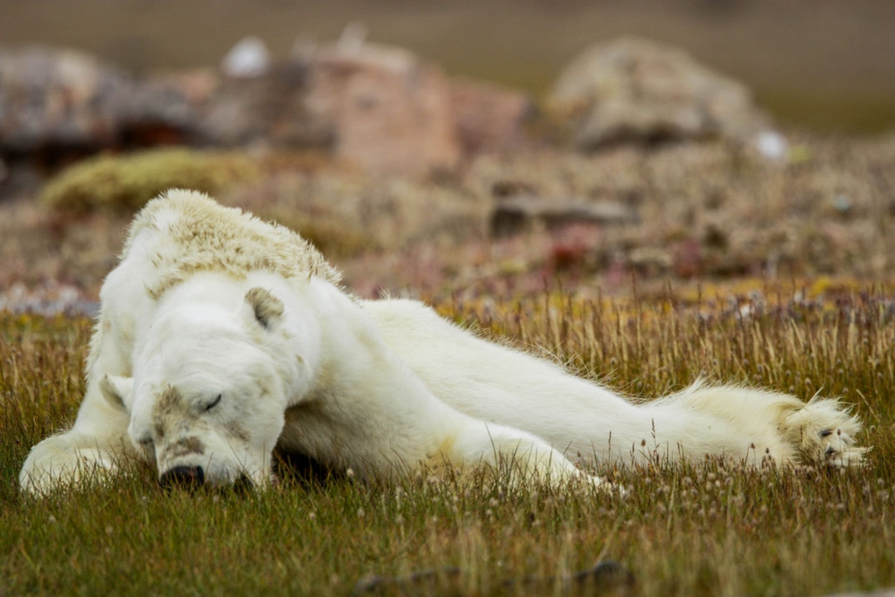 Cristina Mittermeier on Climate Change and Helping the Starving Polar Bear