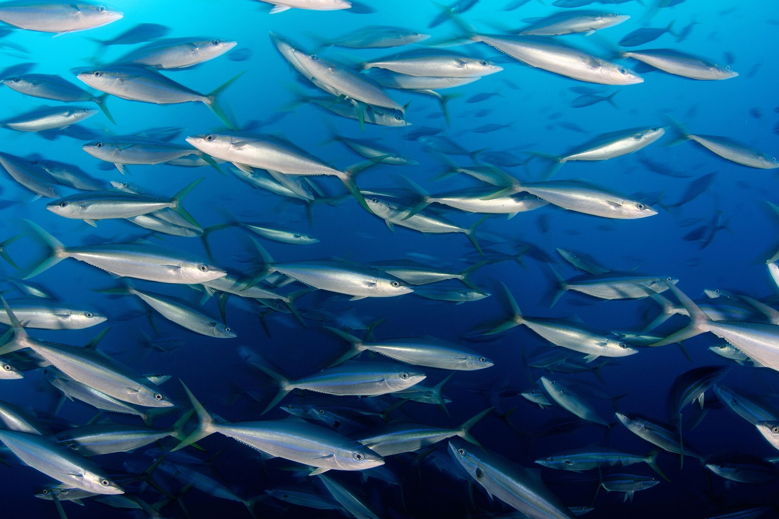 New Ocean Reserve, Largest in Africa, Protects Whales and Turtles