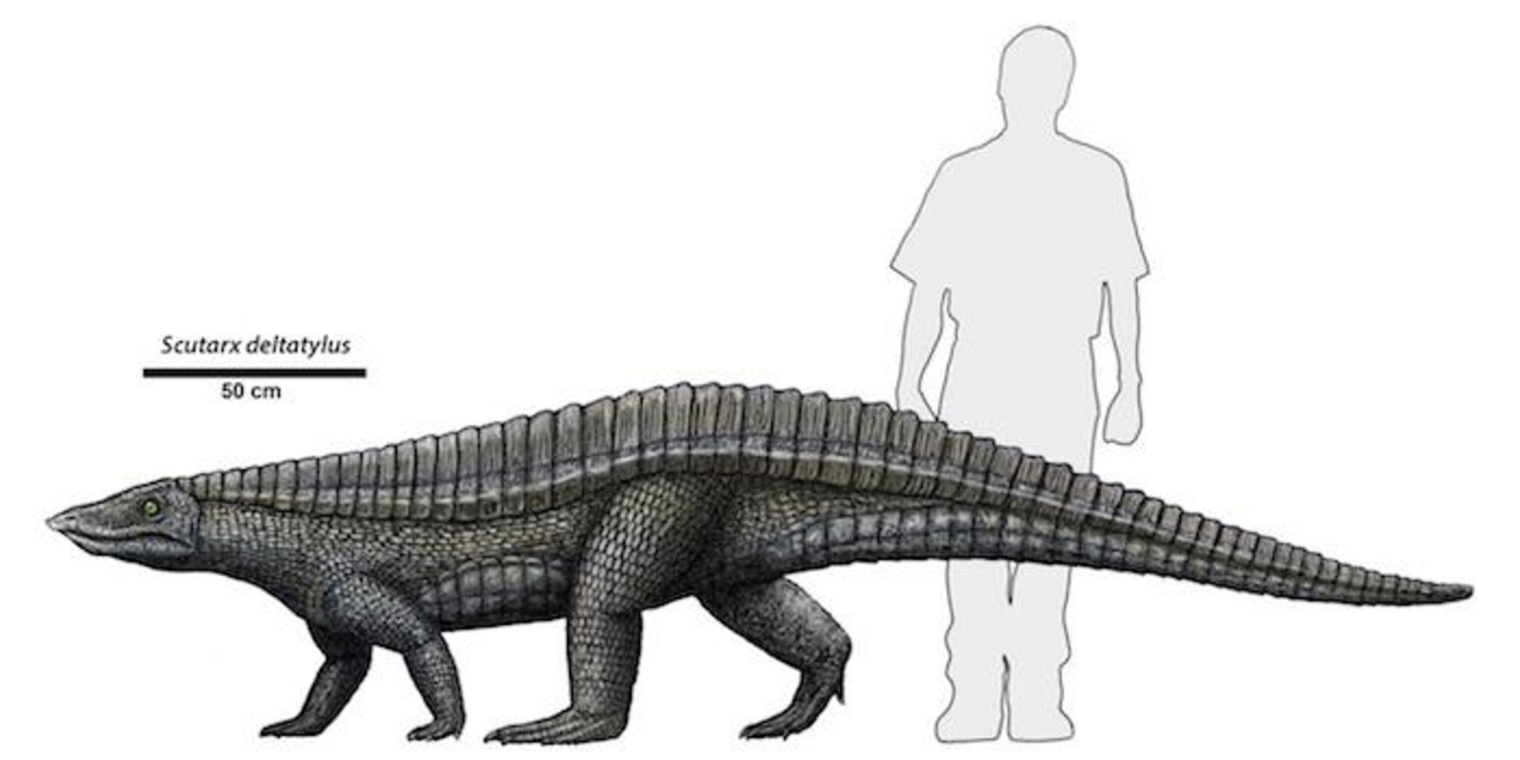 Paleo Profile: The Shield Fortress