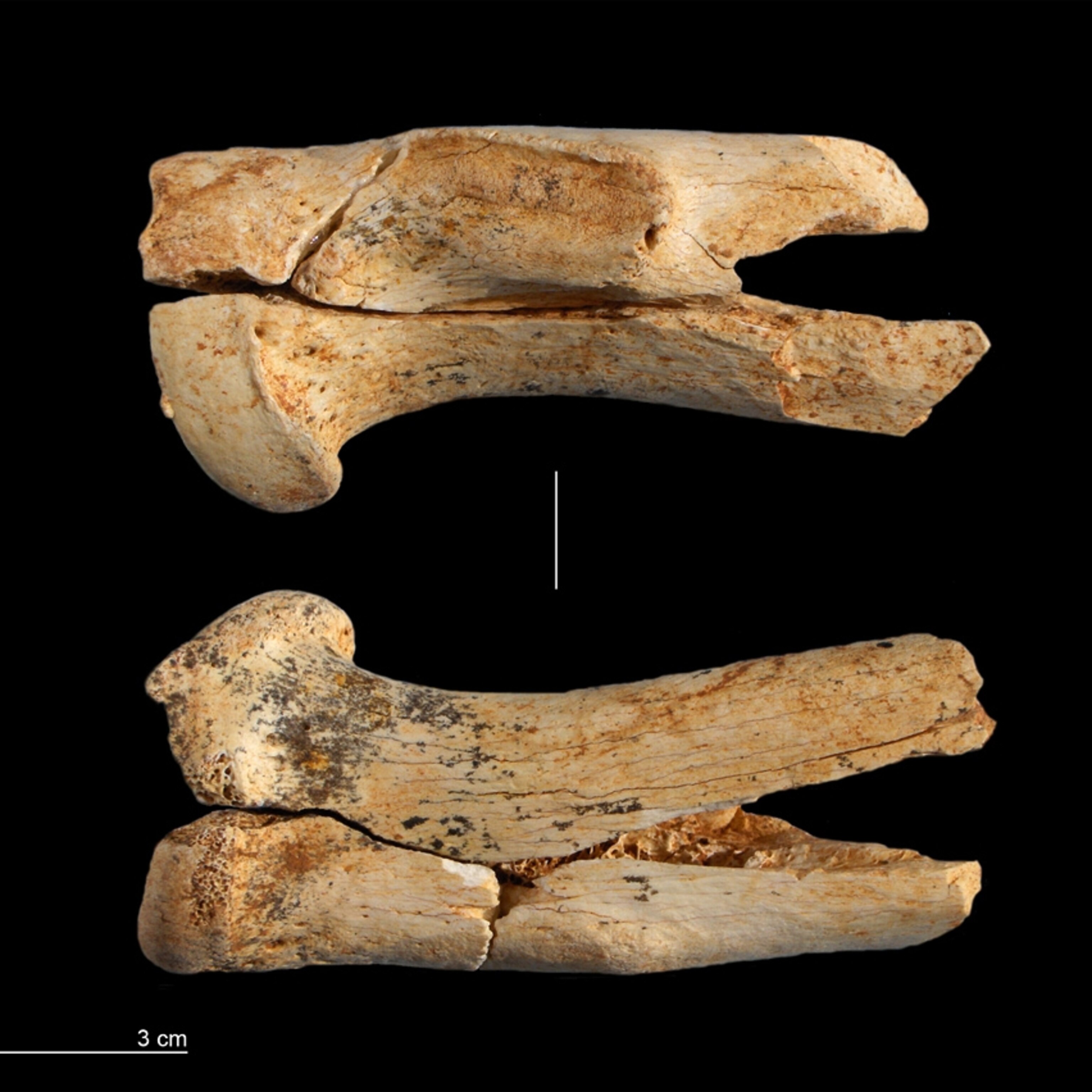 Prehistoric Europeans Hunted, Ate Lion?