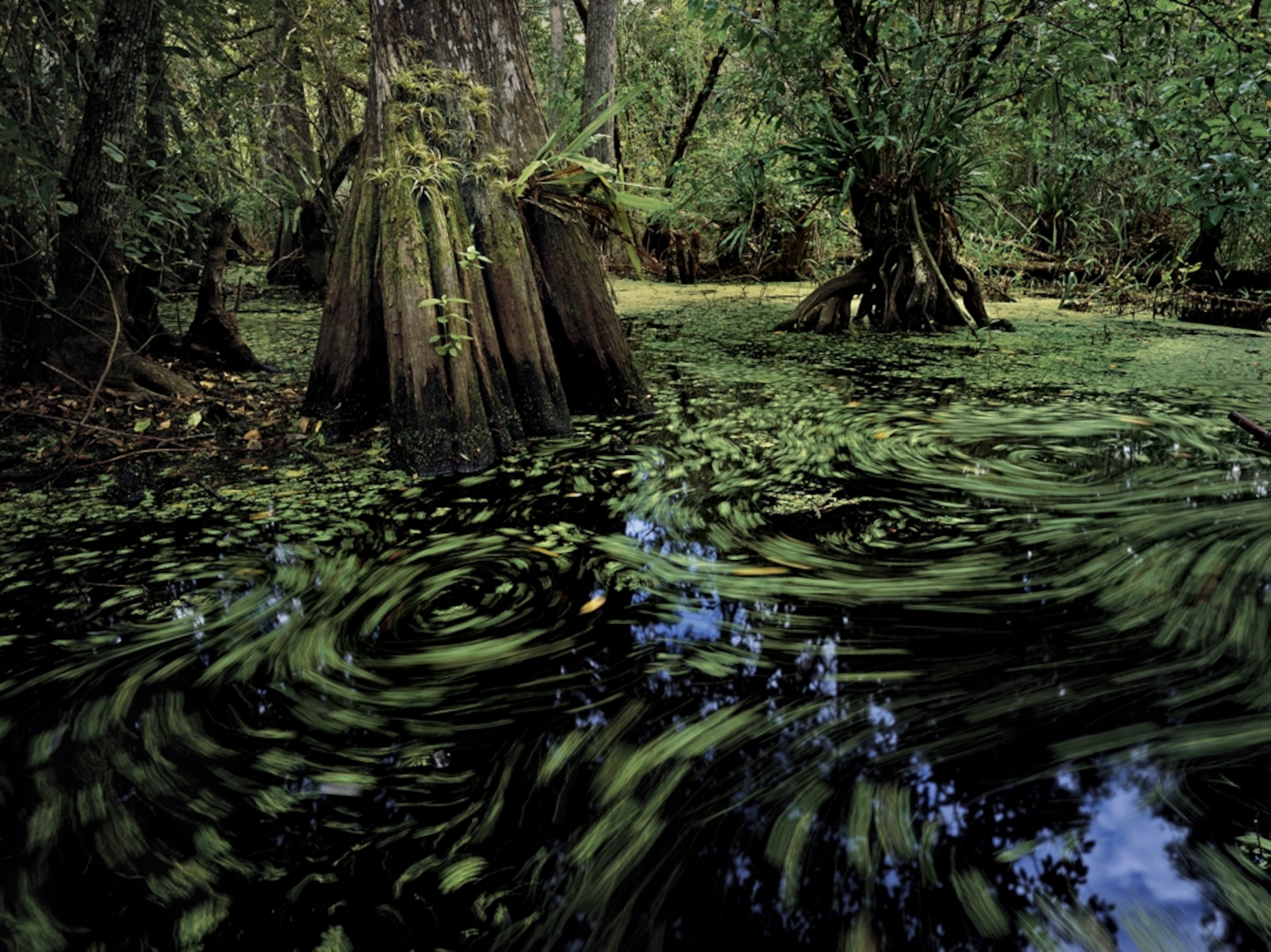 Slosh the Wilderness in Big Cypress, Florida, Best American Adventures ...