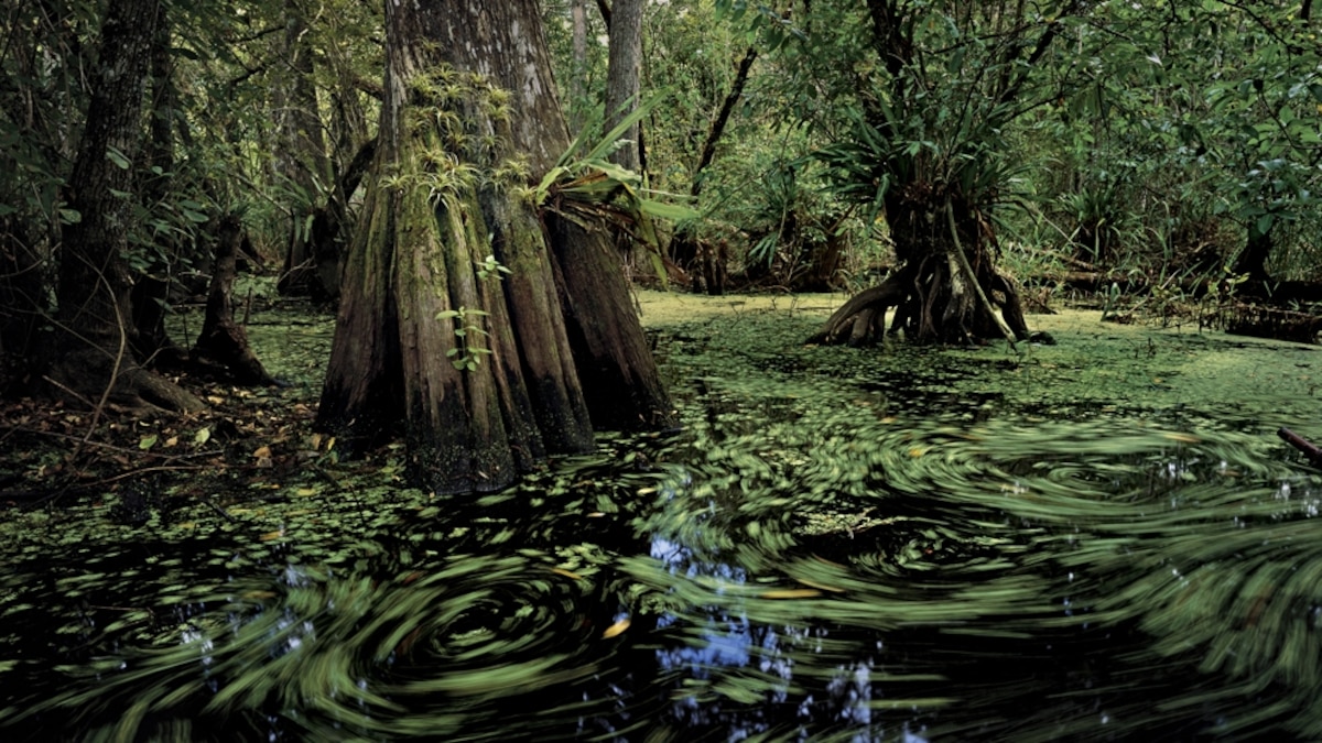 Slosh the Wilderness in Big Cypress, Florida, Best American Adventures ...