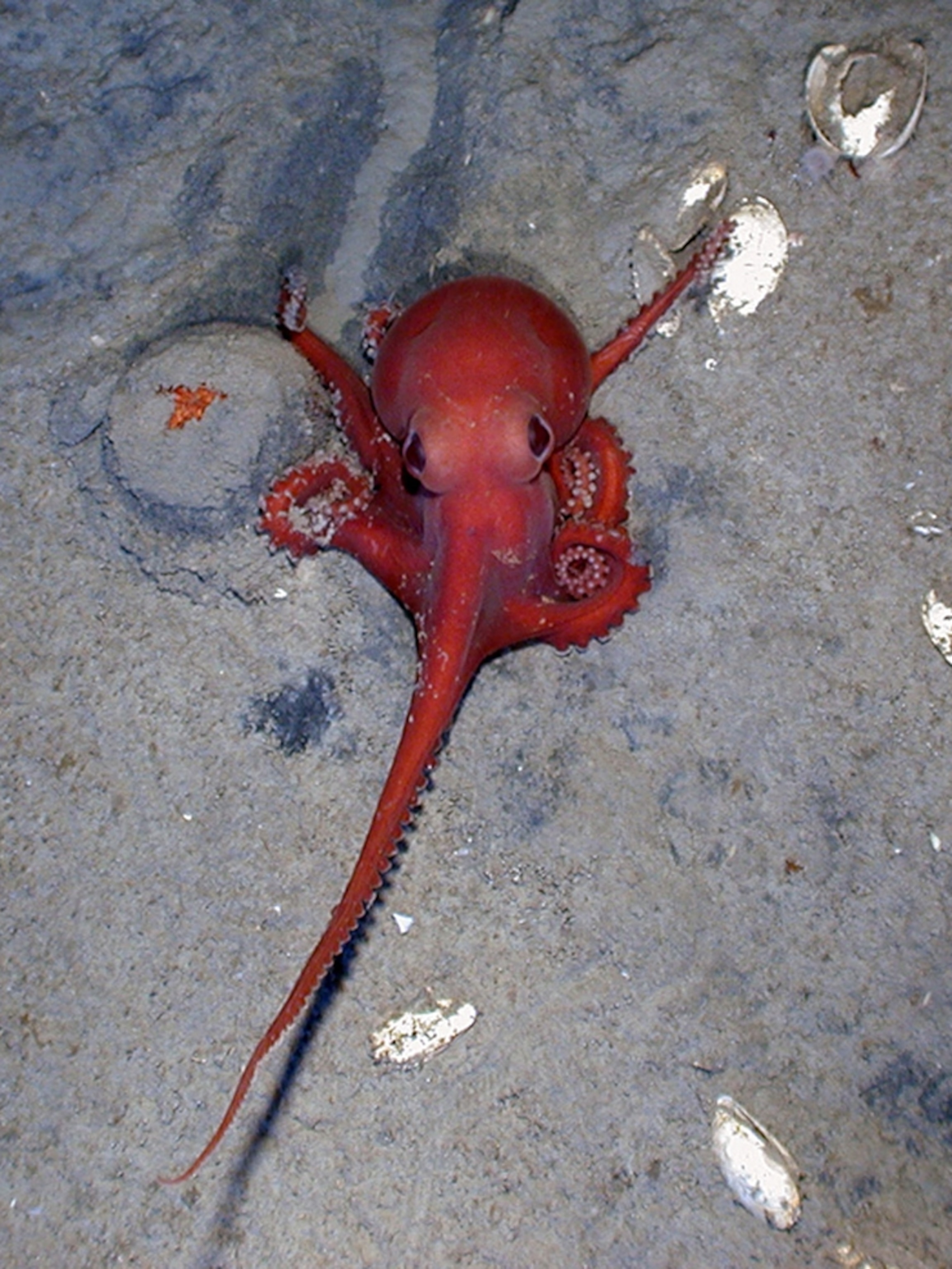 Photos: Dragonfish, Fireworm, More Found by Sea Surveys