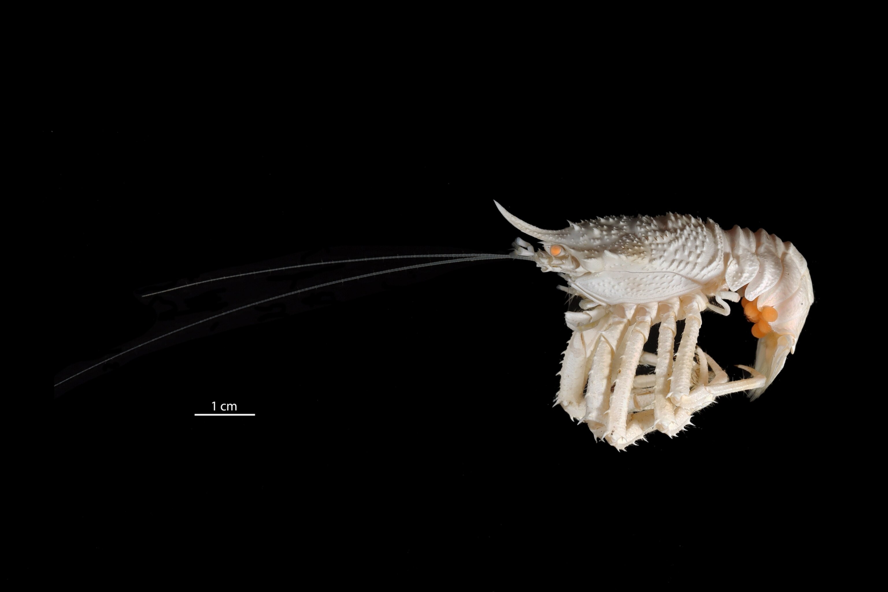 These deep-sea animals are new to science—and already at risk