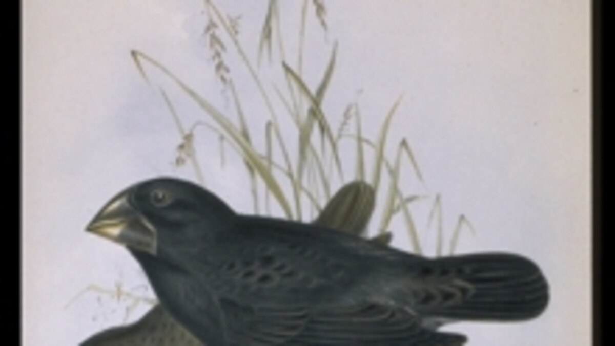 A Career Among The Finches | National Geographic