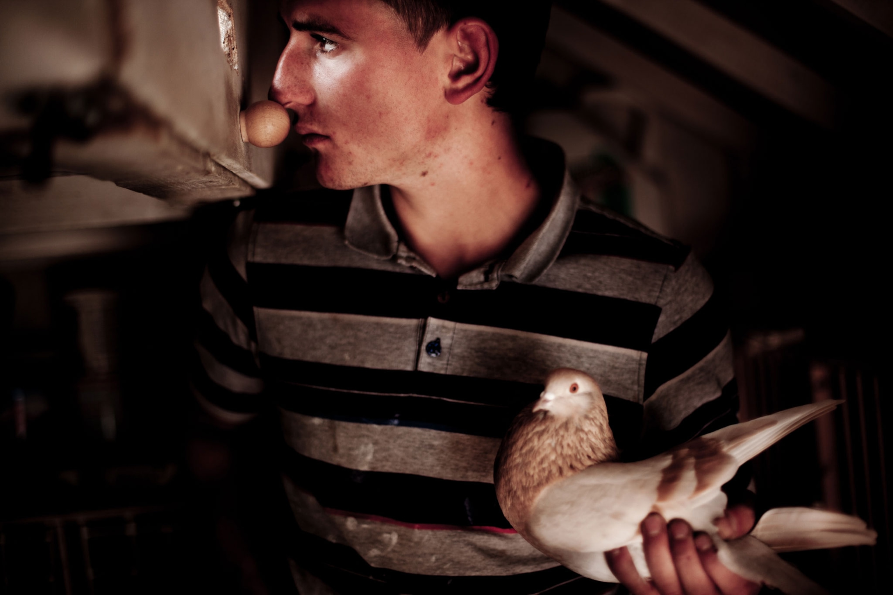 Inside the Quirky World of Competitive Pigeon Seduction