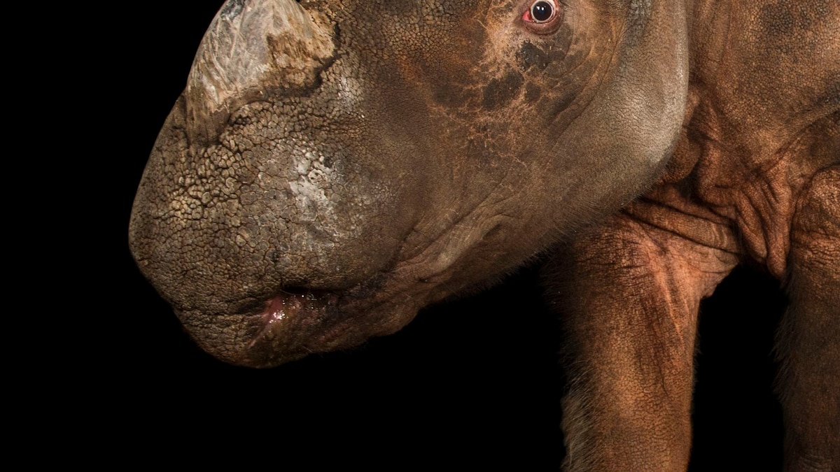 Sumatran rhinoceros, facts and photos