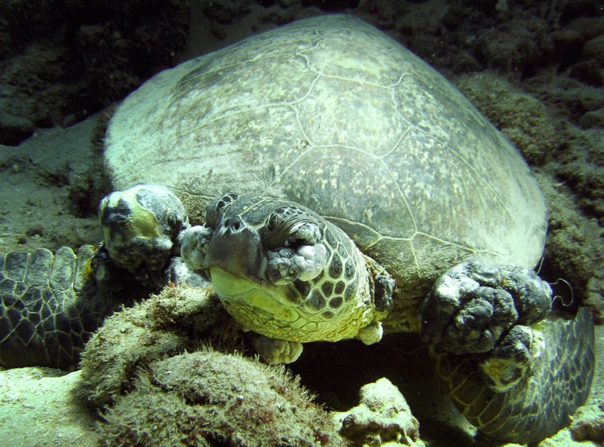 Sea Turtle Herpes Tumors Linked to Sewage?