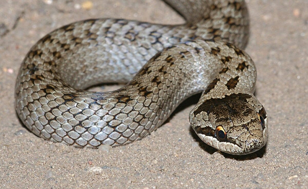 To Protect An Endangered Snake, First Protect A Venomous One