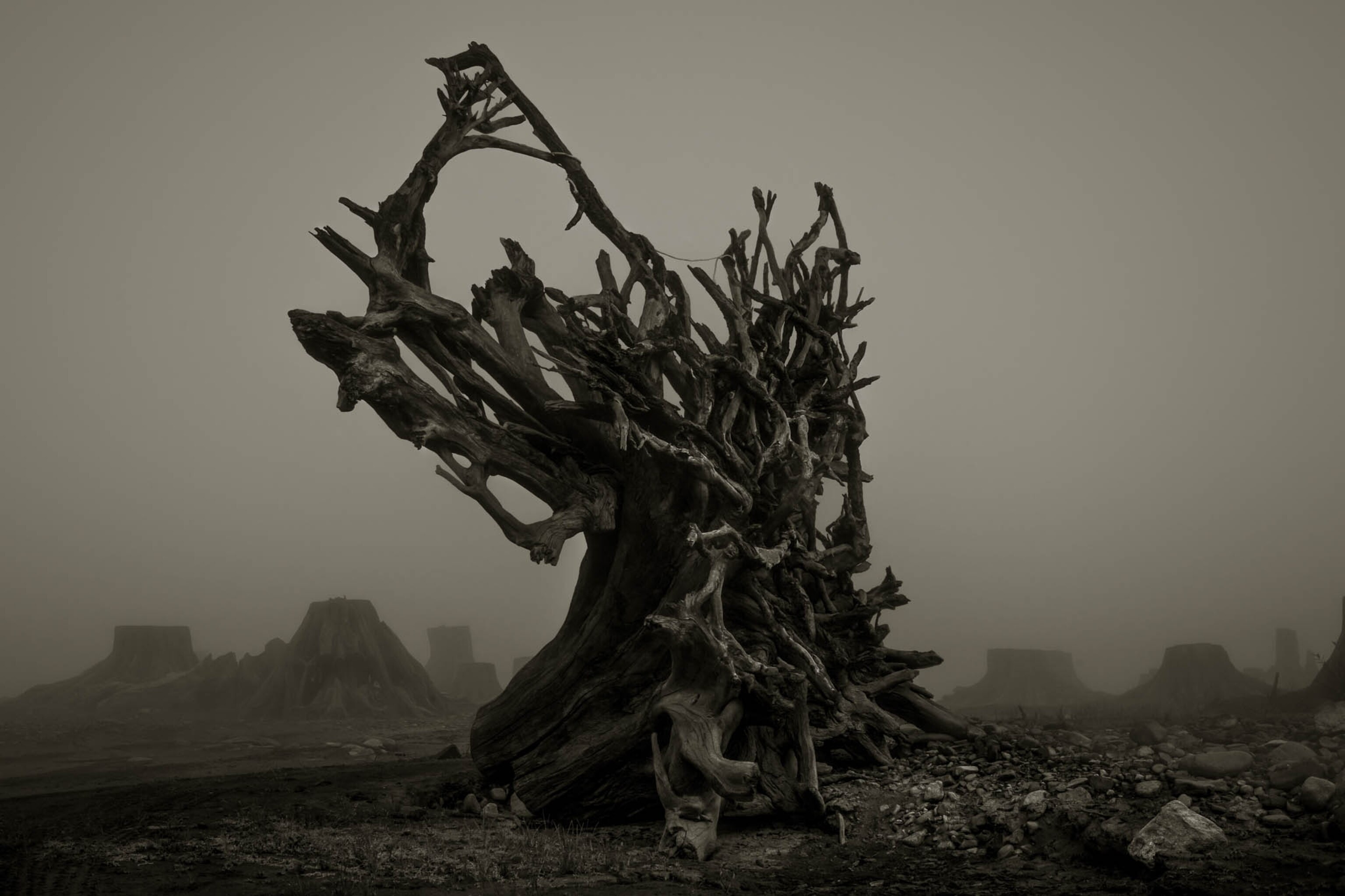 Spooky Tree Stumps Remind Us Why We Need Earth Day