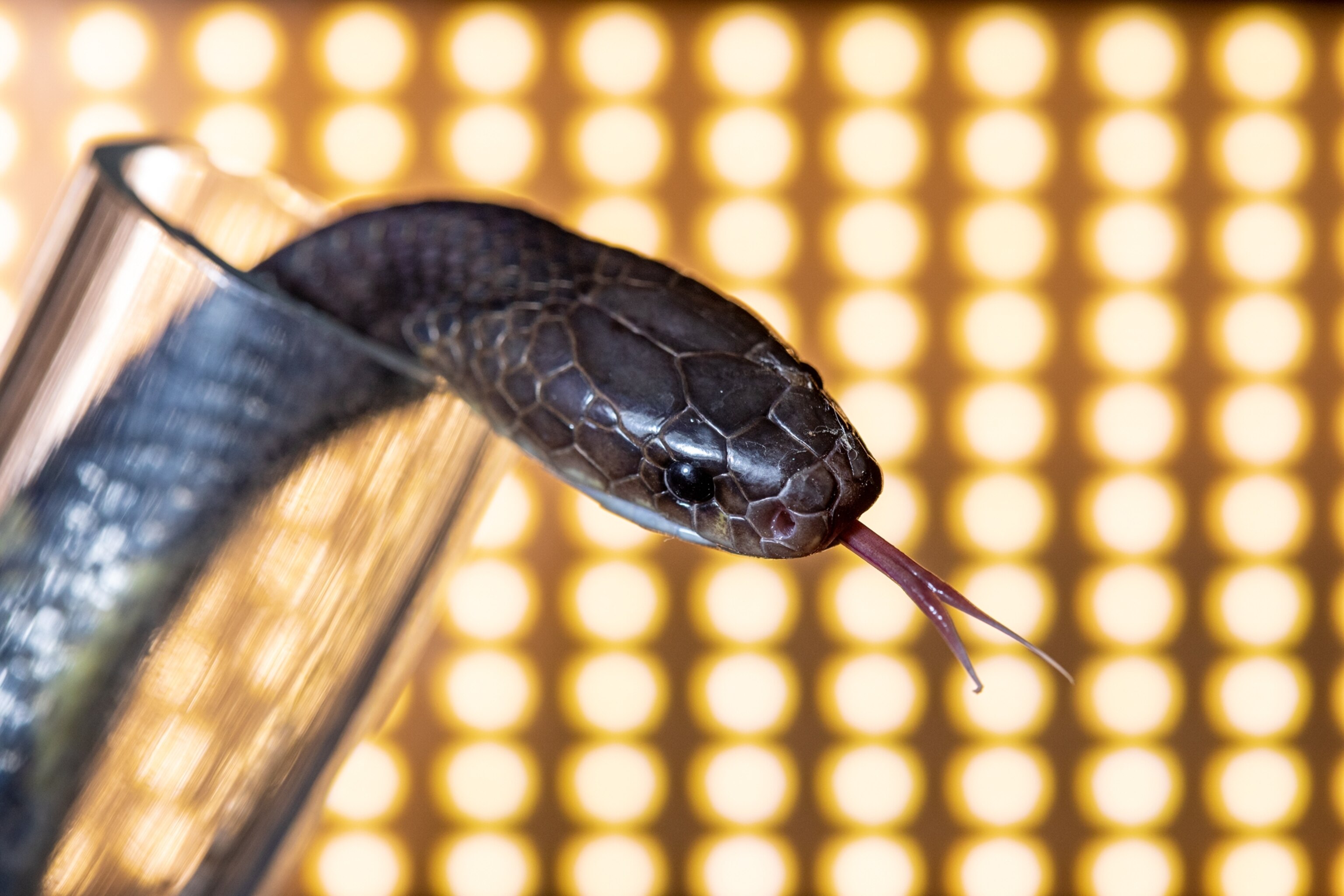 Scientists are unraveling the mysteries of pain