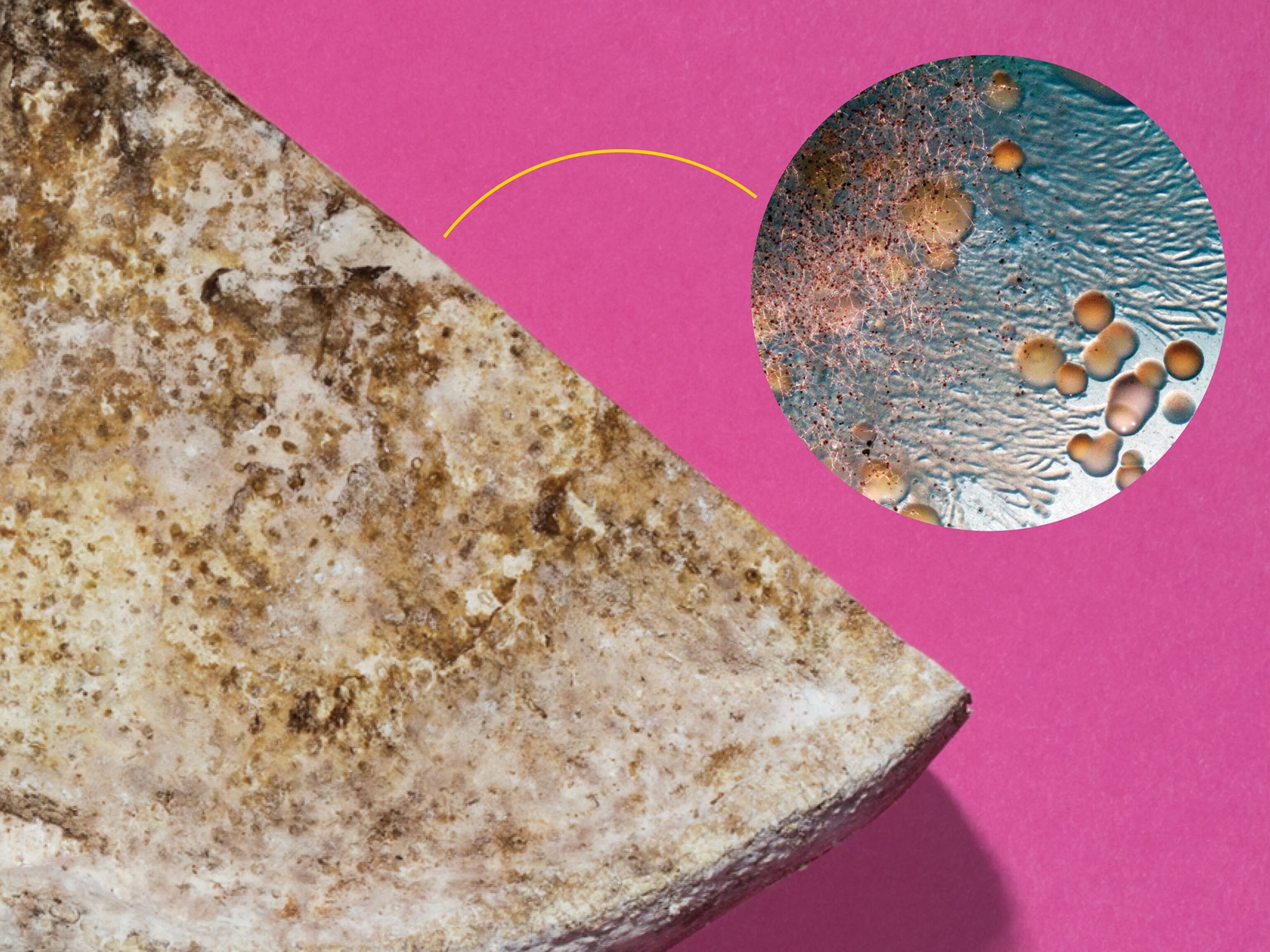 This Scientist Is Unlocking the Mysteries of Cheese