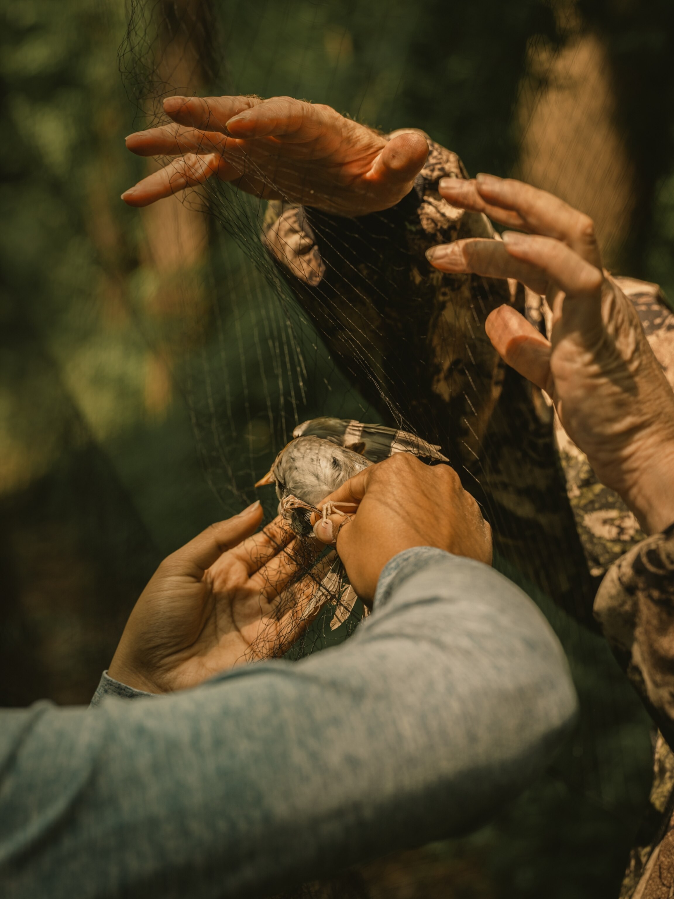 This bird can predict the intensity of a hurricane season. Here’s how.