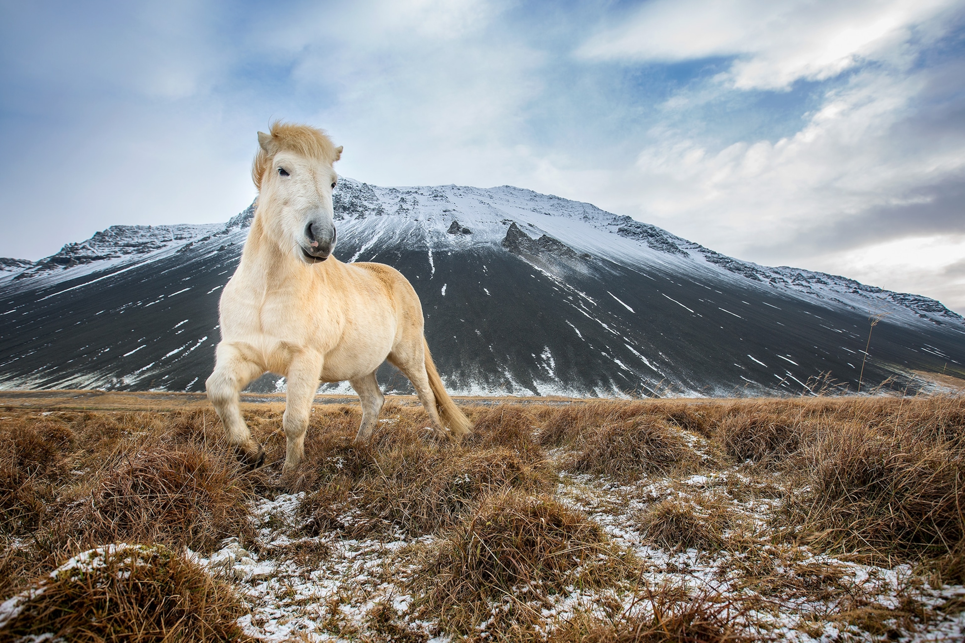 Stunning Wildlife Pictures in Honor of World Animal Day