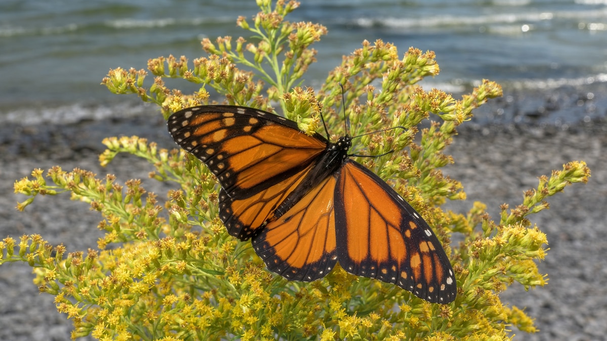 Monarch butterflies aren't endangered, reversing recent decision. Is ...