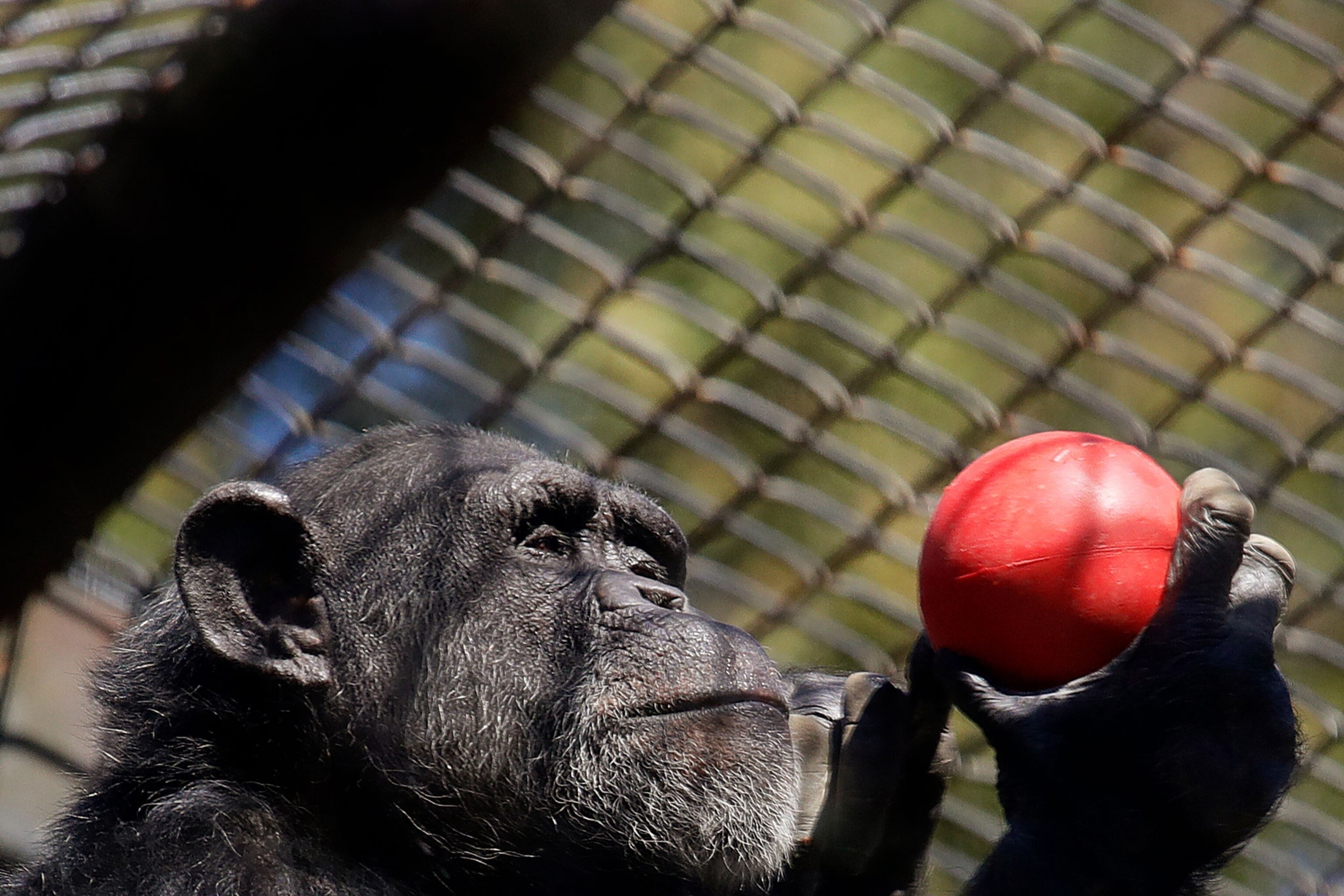Bears, baboons, tigers are getting COVID vaccines at zoos across the U.S.
