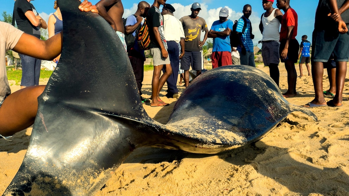 Eating dead marine animals is becoming a public health hazard ...