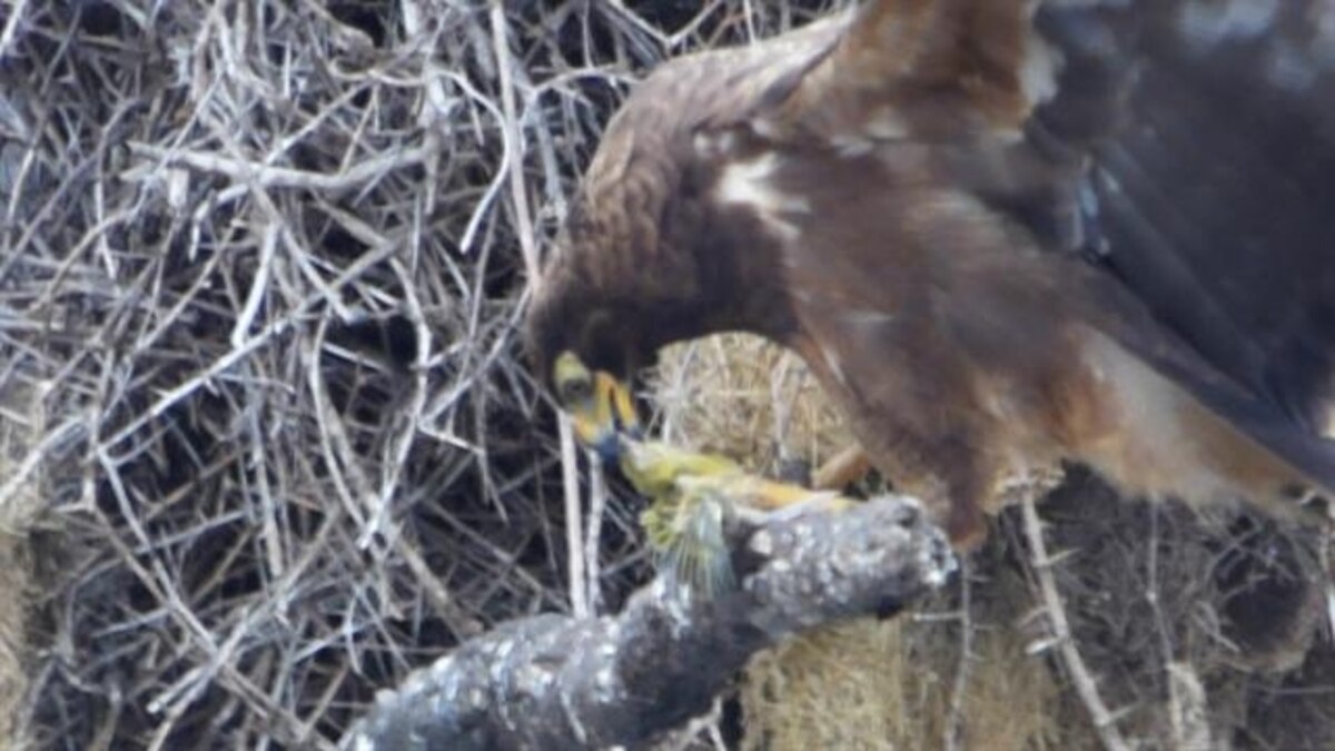African Harrier-Hawk Decapitates Bird in Shocking Video | National ...