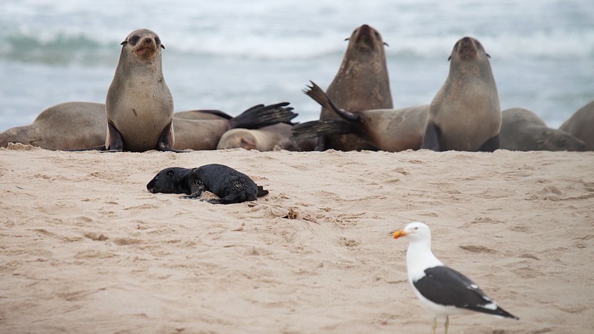 Seagulls Have a Gruesome New Way of Attacking Baby Seals | National ...