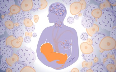 Foetal Cells Hide Out in Mum’s Body, But What Do They Do?