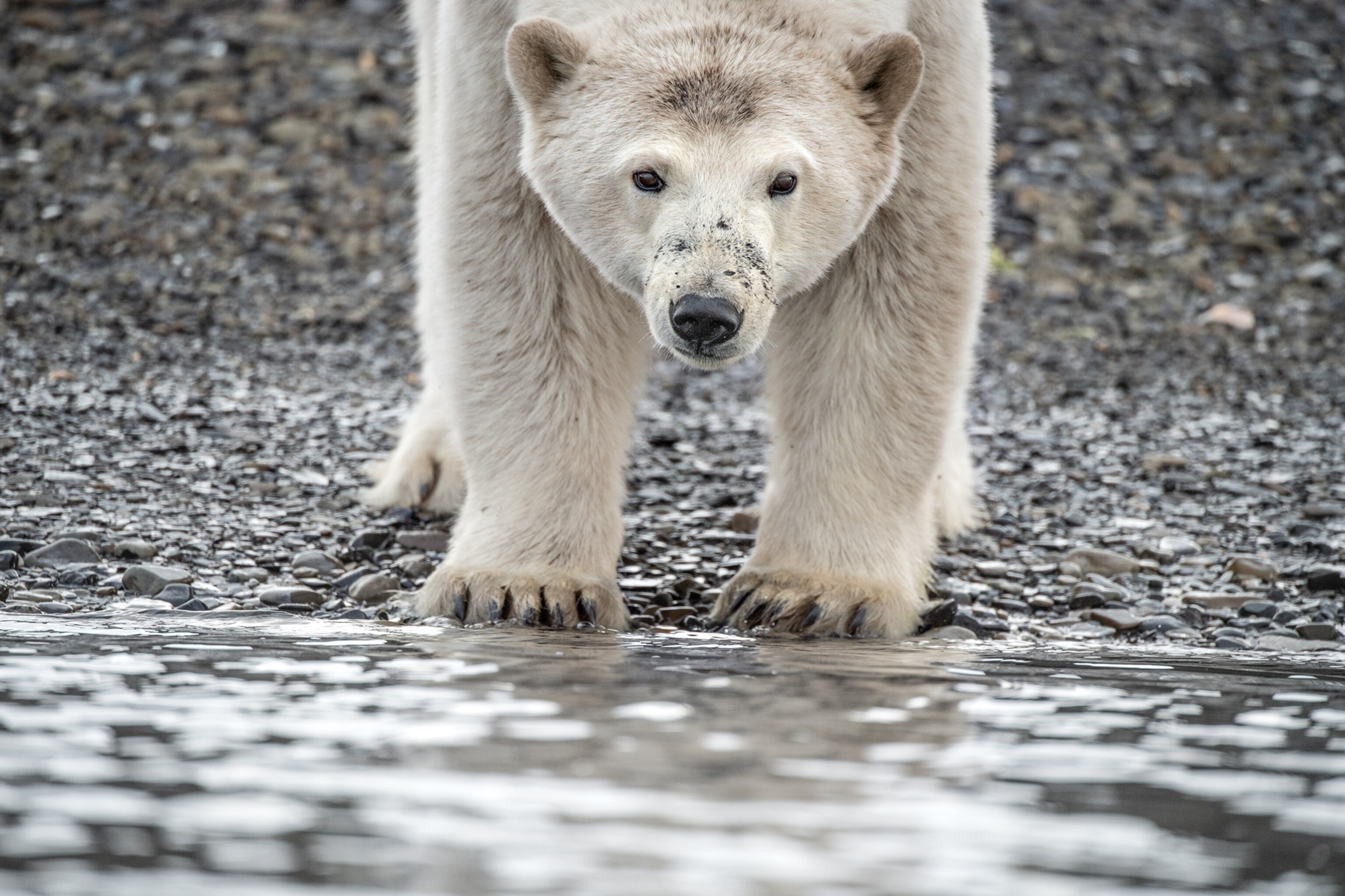 See what a year looks like in Svalbard, Norway, the fastest-warming ...