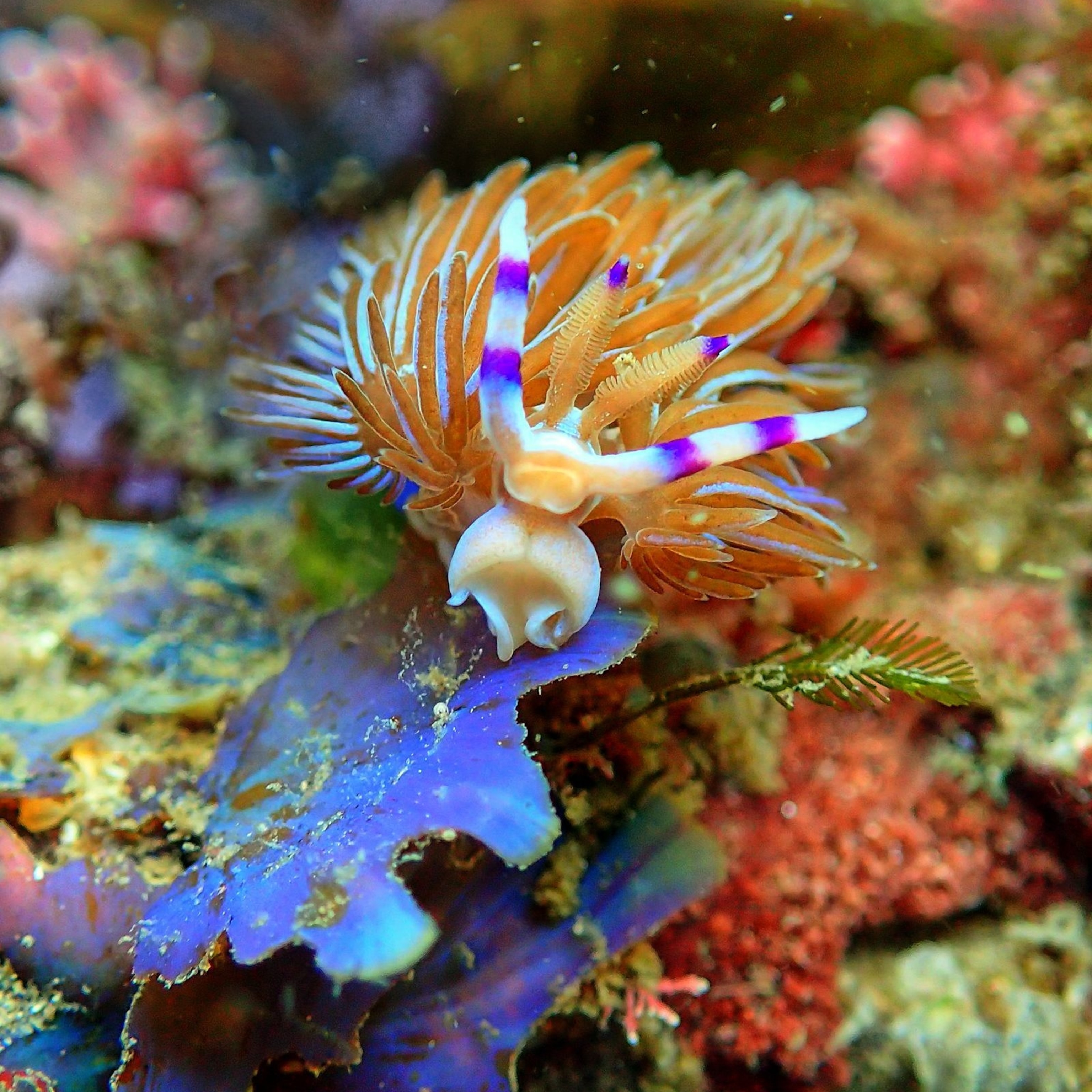 Meet the Adorable "Sea Bunny" Taking Over the Internet