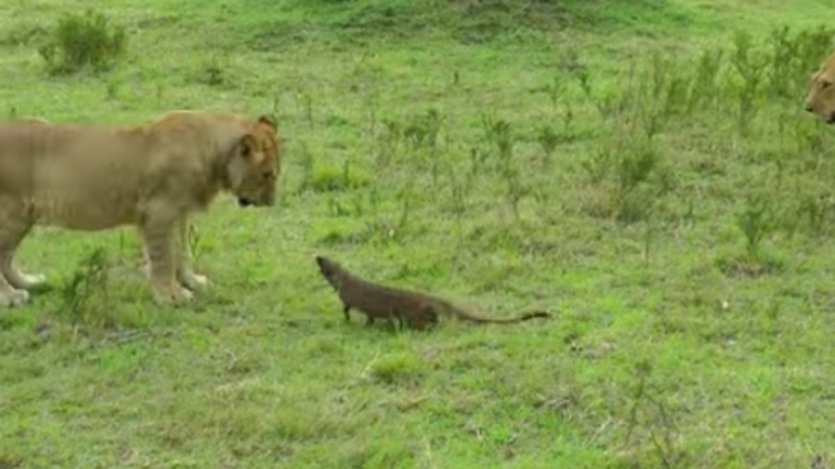 Mongoose Fends Off Lions | National Geographic