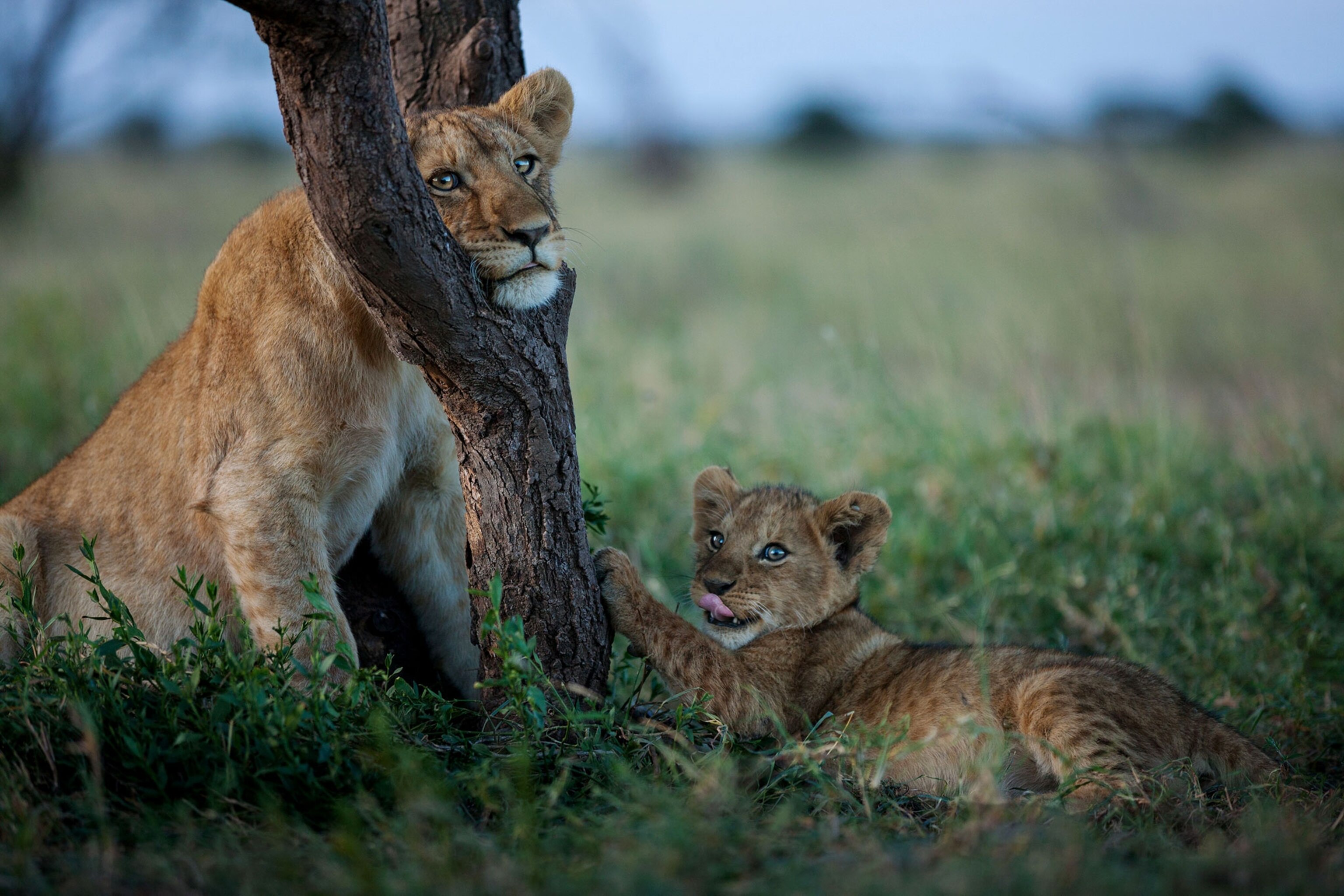 12 Amazing Pictures of Lions