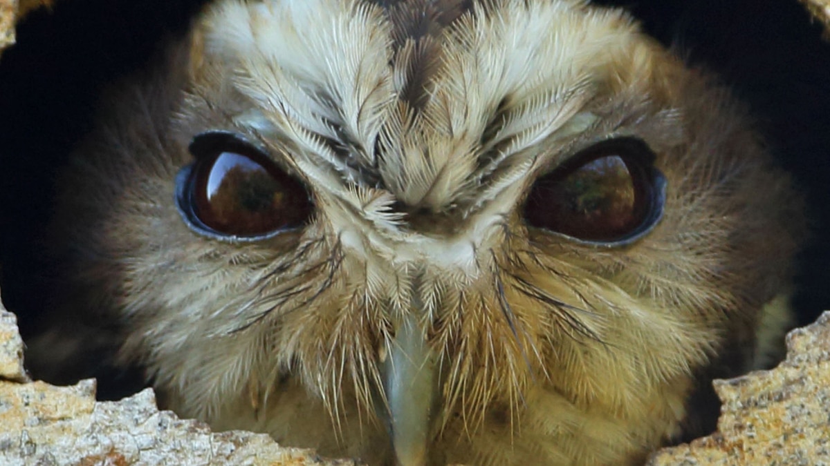 Cuban Screech Owl | National Geographic | National Geographic