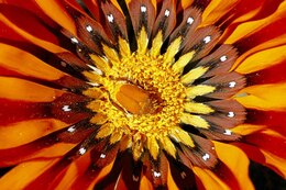 5 Petal Flower Meaning Best Flower Site