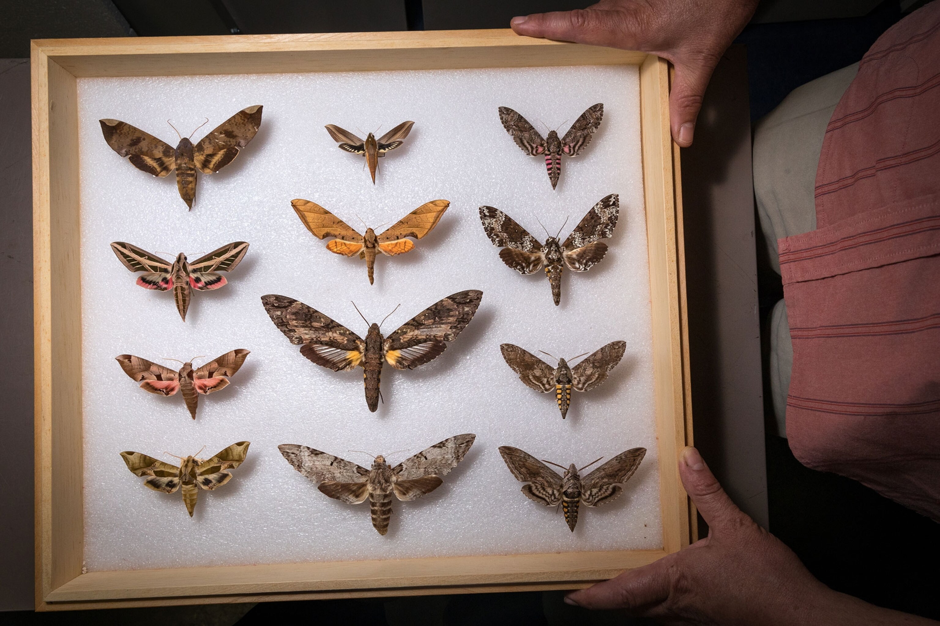 Ghost orchid pollination revealed for first time in incredible photos
