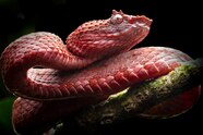 Surprise 5 New Species Of The Mesmerizing Eyelash Viper Discovered